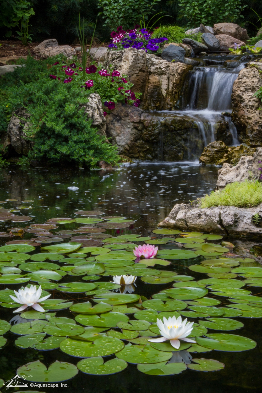 Top 10 Aquatic Plants For Water Features Ponds And Waterscapes