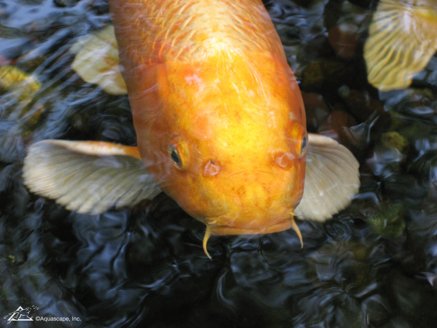Pond Fish - Aquascapes