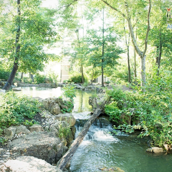 Top 10 Aquatic Plants for Water Features, Ponds, and Waterscapes